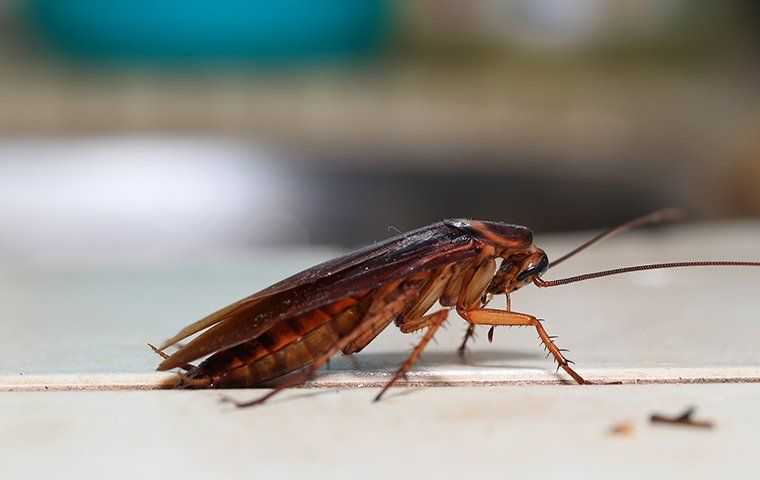 Cockroach-Free Living In Chesapeake: Your Step-by-Step Removal Plan ...