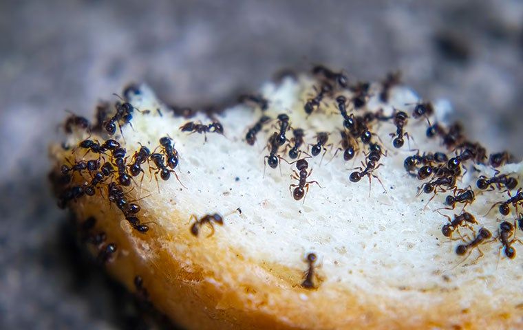 How To Get Rid Of An Ant Infestation In Your Chesapeake Kitchen | Hawk ...